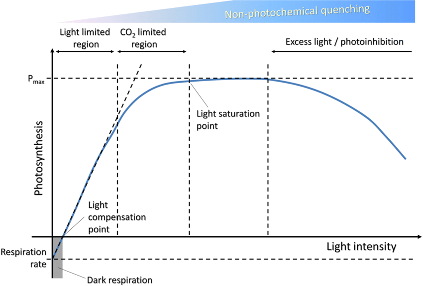 What Is Full Spectrum Plant Light? And What Are Its Advantages?
