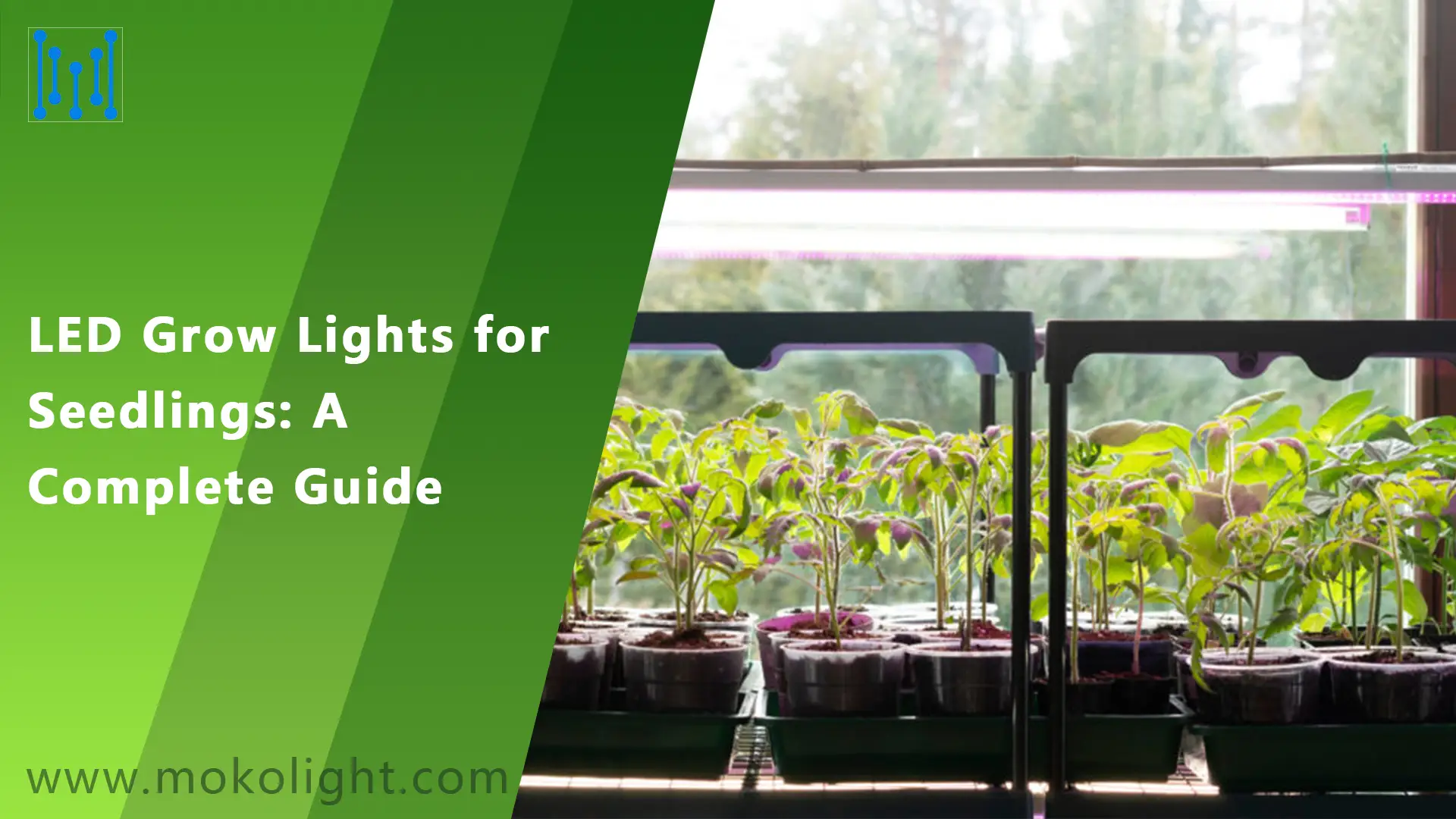 LED Grow Lights for Seedlings: A Complete Guide - mokolight