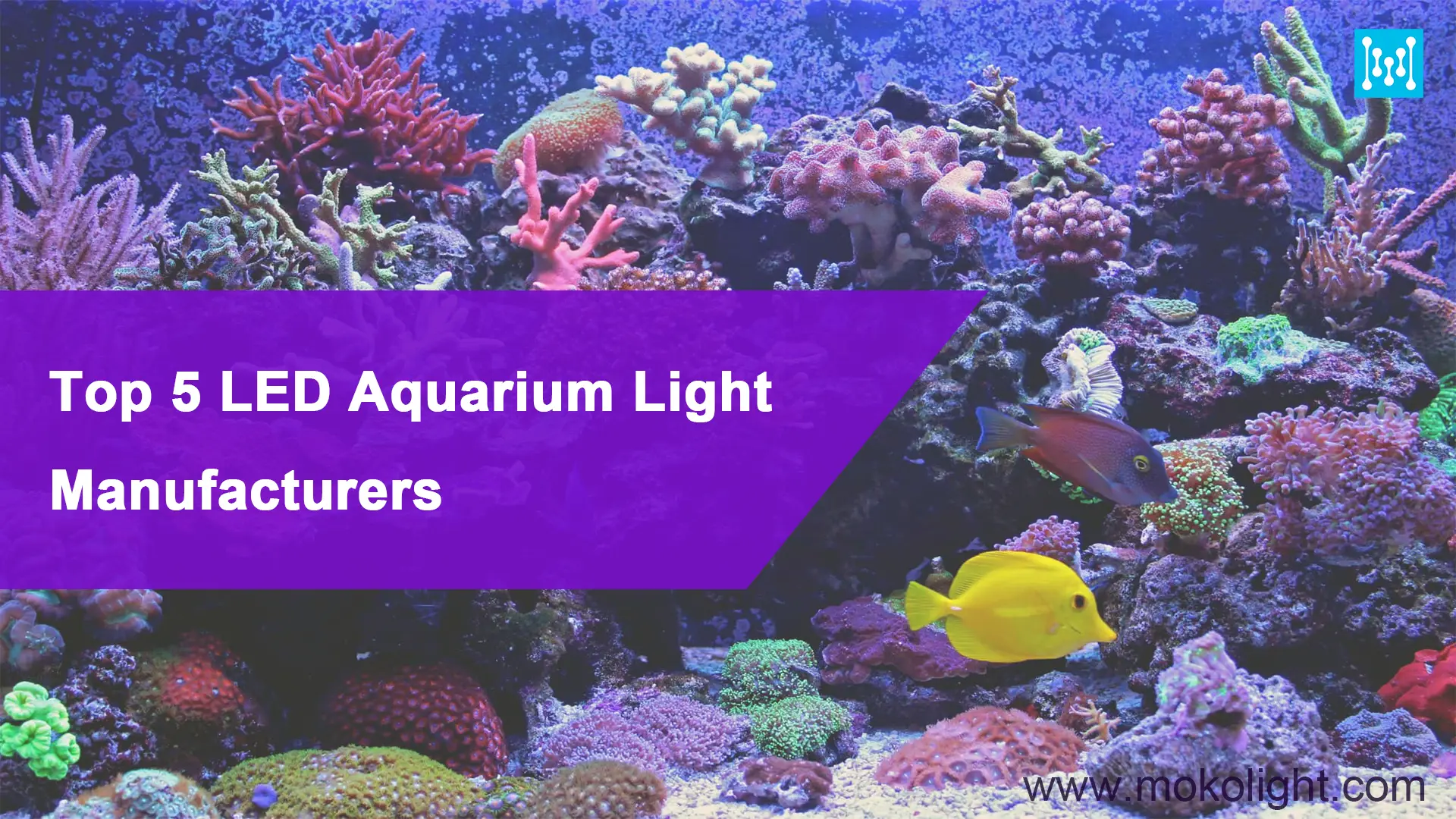 Top 5 LED Aquarium Light Manufacturers 2024 - MOKOLight