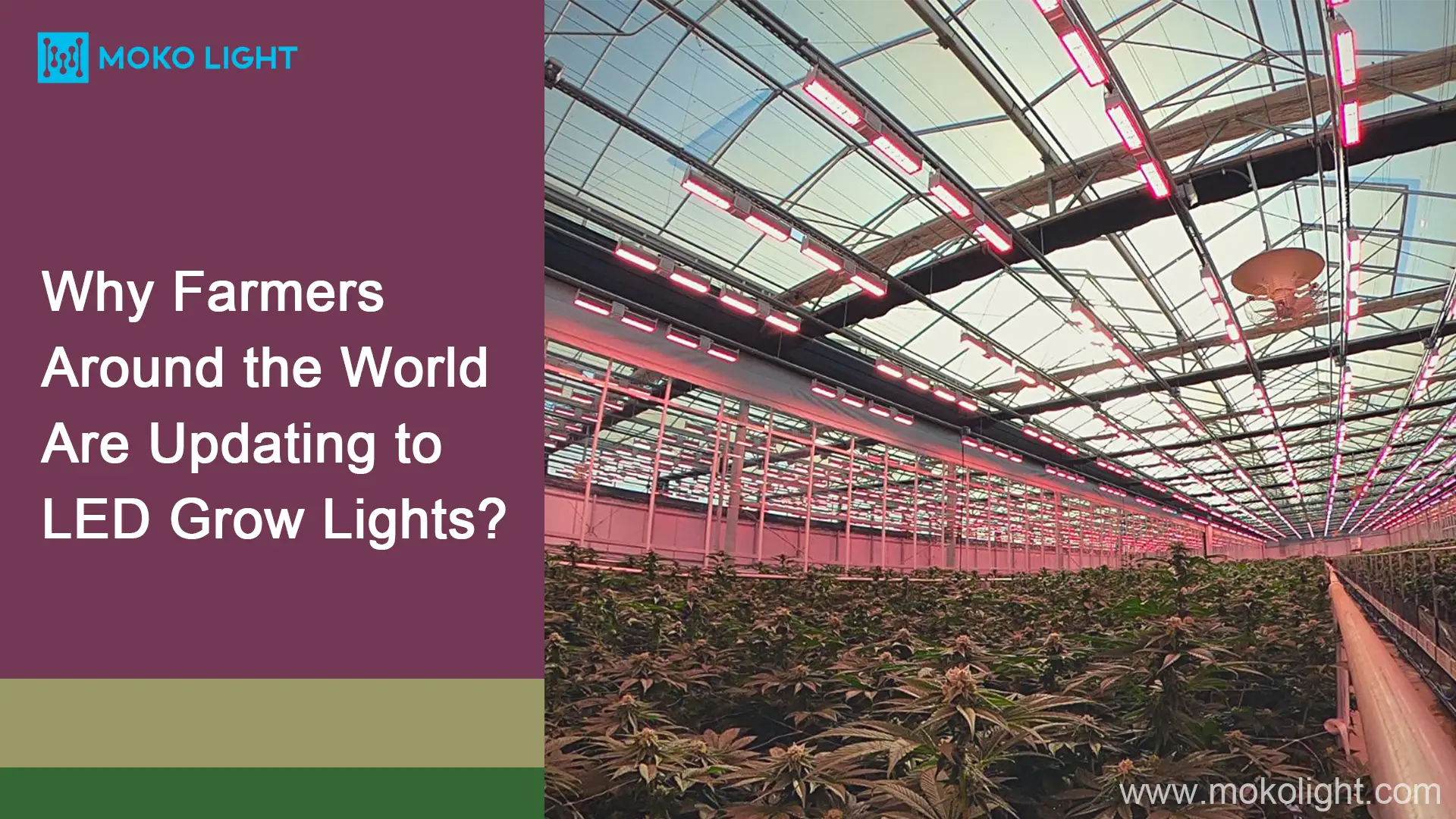 Why Farmers Around the World Are Updating to LED Grow Lights?