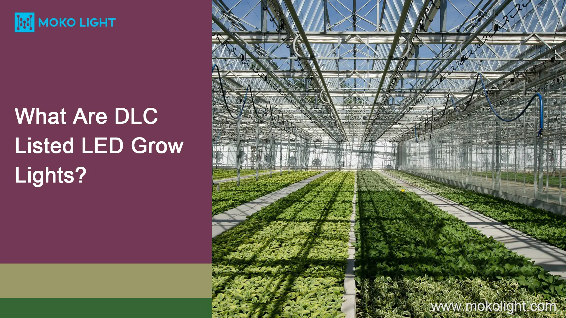 What Are DLC Listed LED Grow Lights? - mokolight
